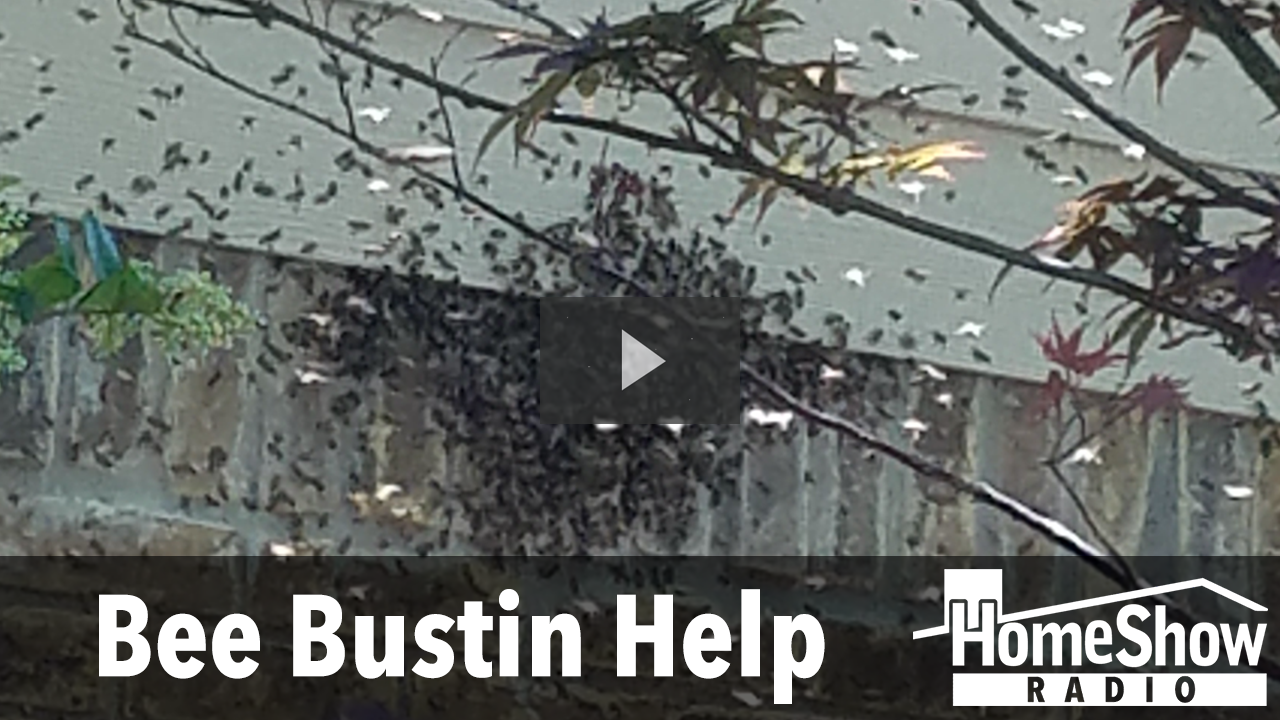 How can I keep bees from infiltrating under my siding? - HomeShow Radio ...