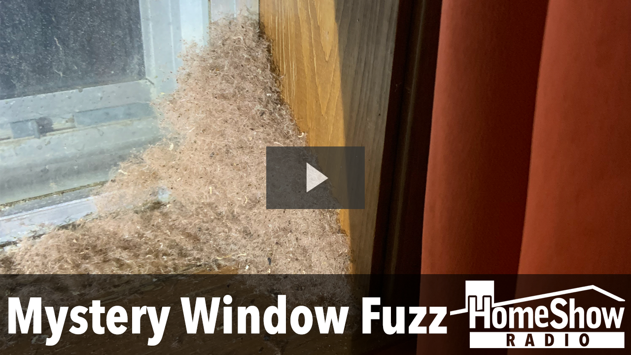 What is this fuzz that keeps coming back by my windows? - HomeShow ...